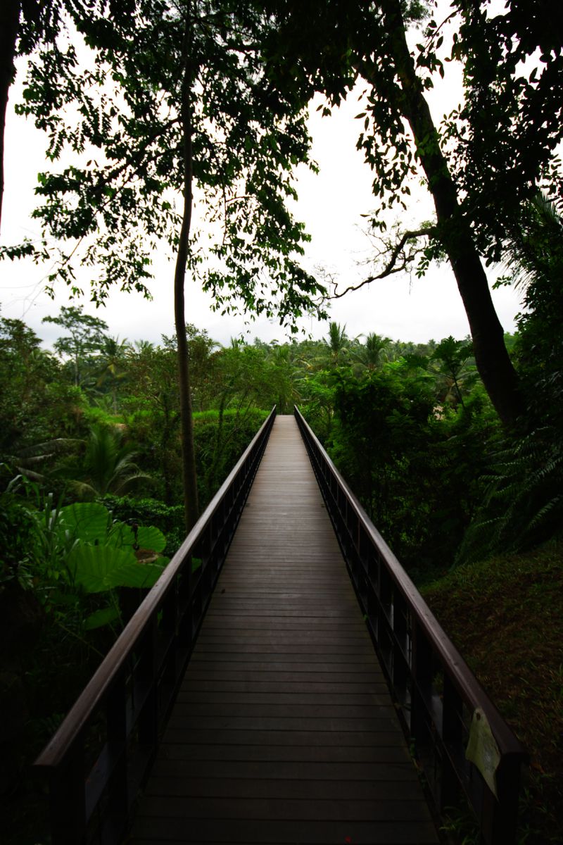 bridge to the jungle | GANREF