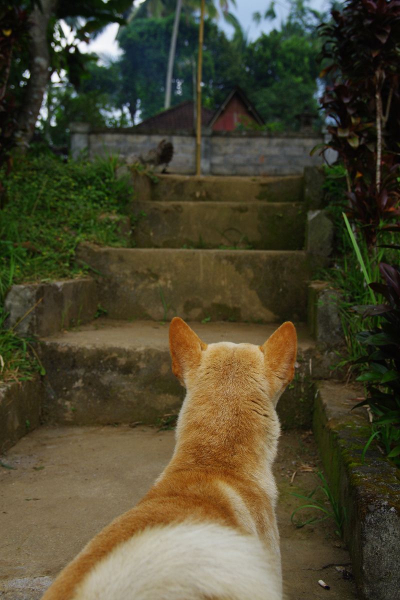 What is it ? | GANREF