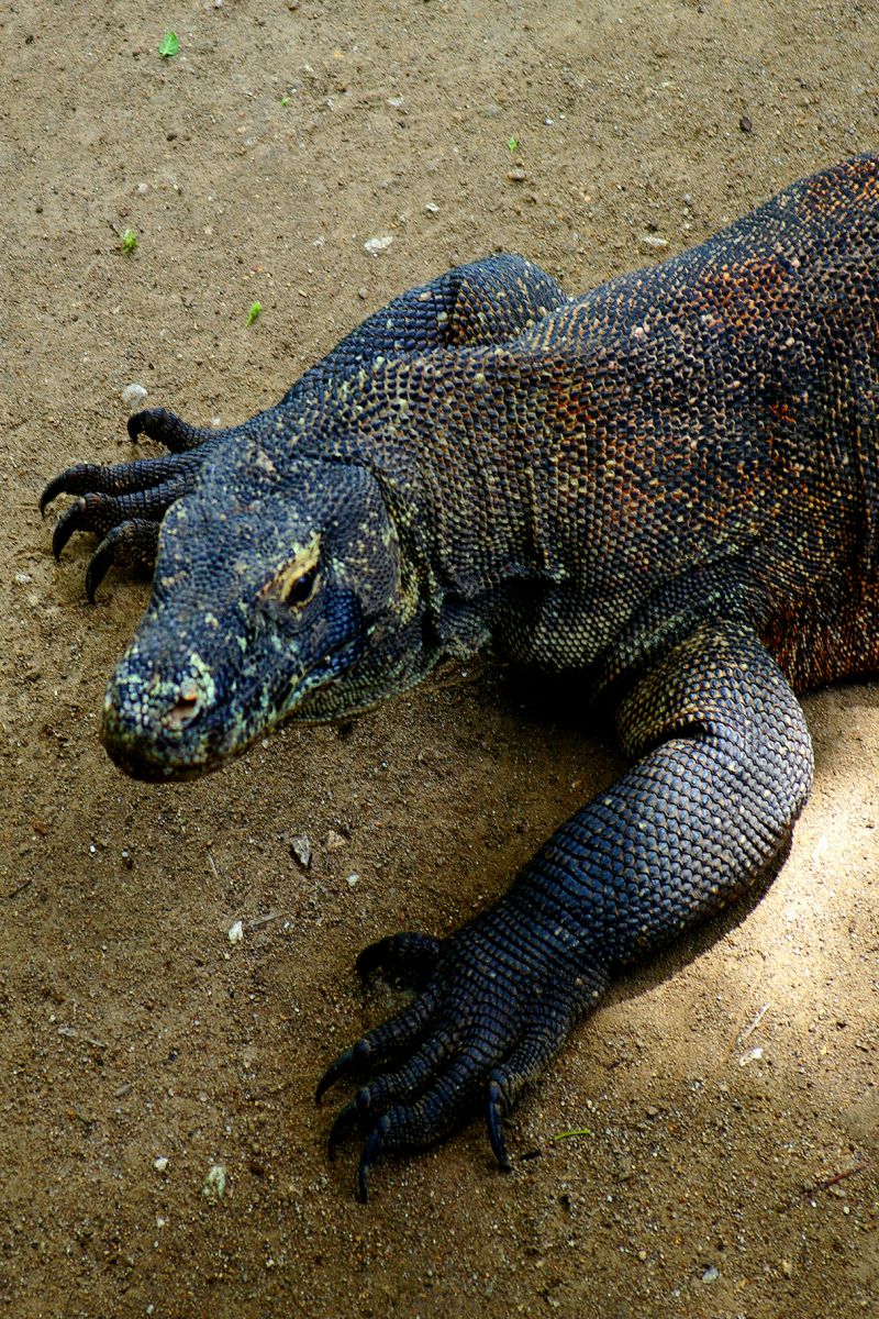 Komodo dragon | GANREF