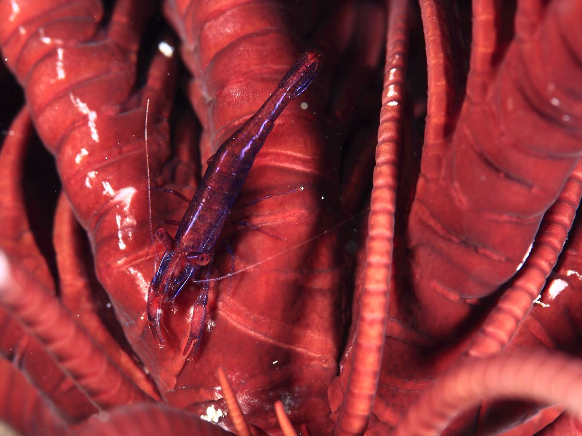 メタリックワールド | GANREF