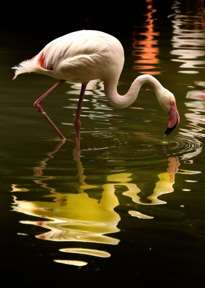 フラミンゴのアート PART－Ⅲ | GANREF