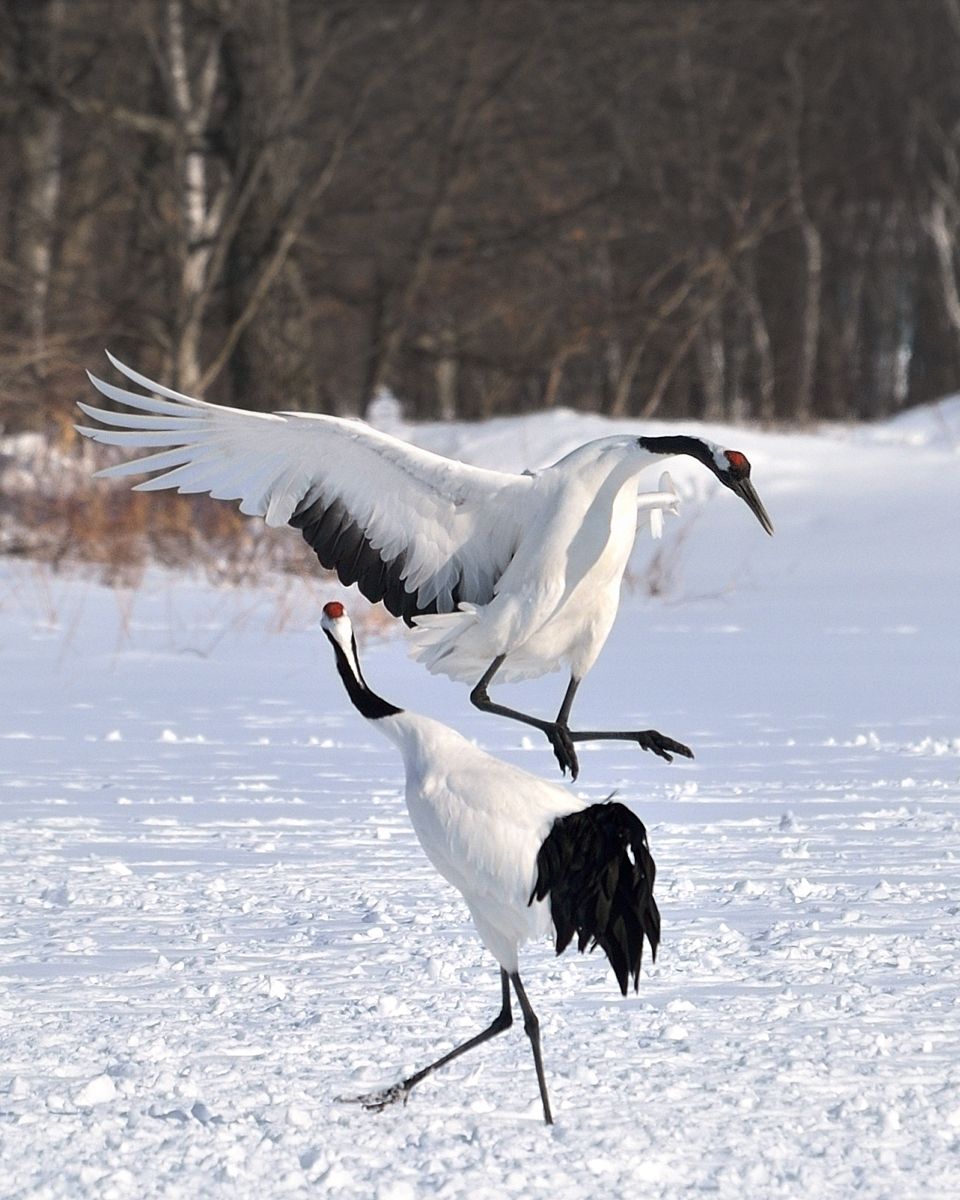 Graceful courting. | GANREF