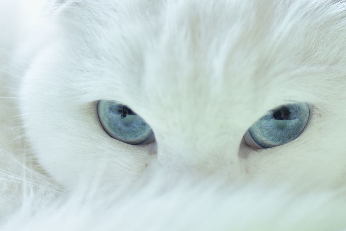 BLUE EYE | GANREF