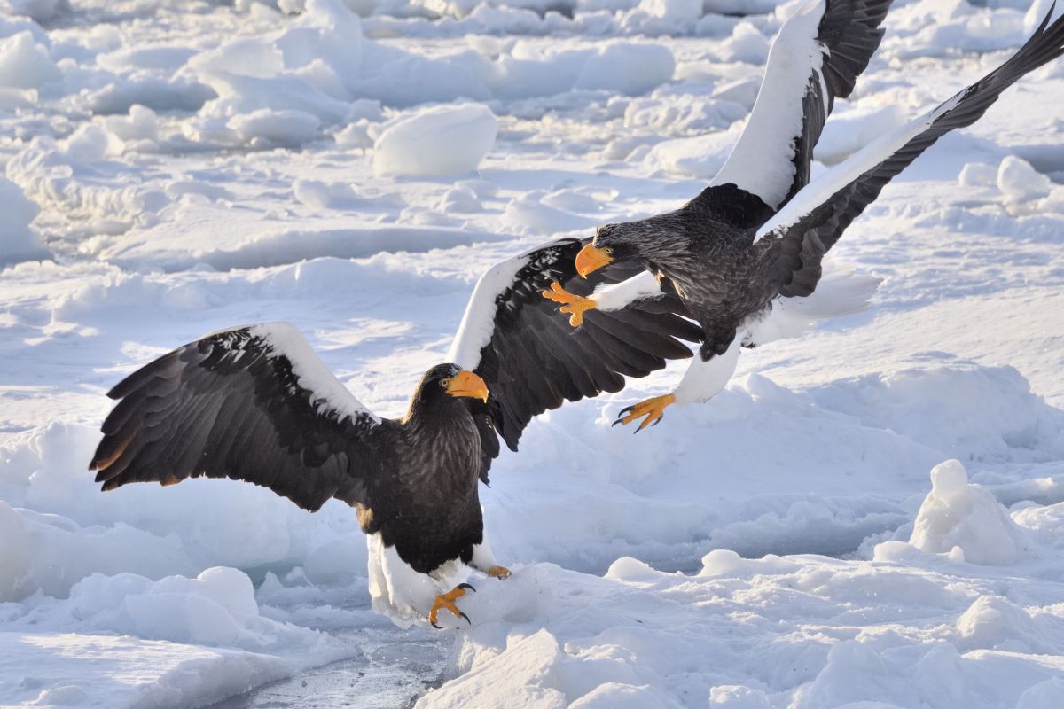 Claw Attack！ | GANREF