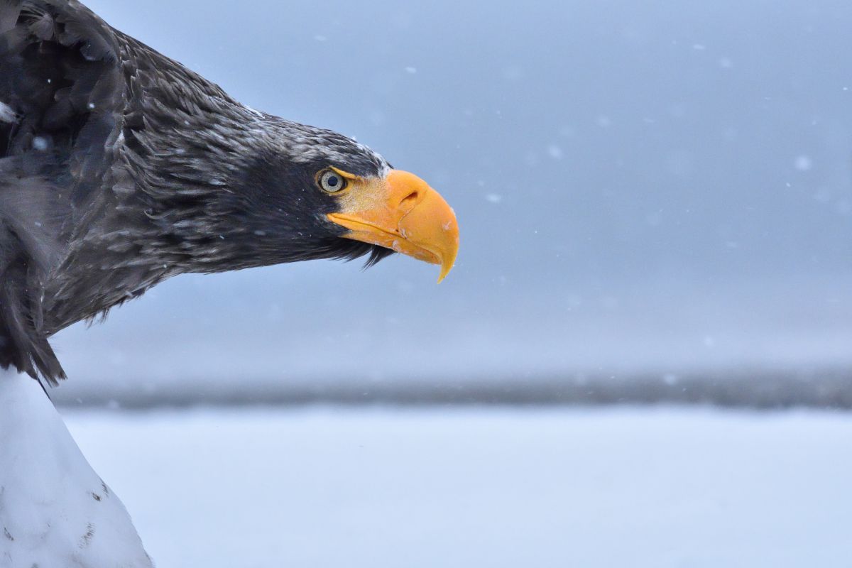 Concentration. | GANREF