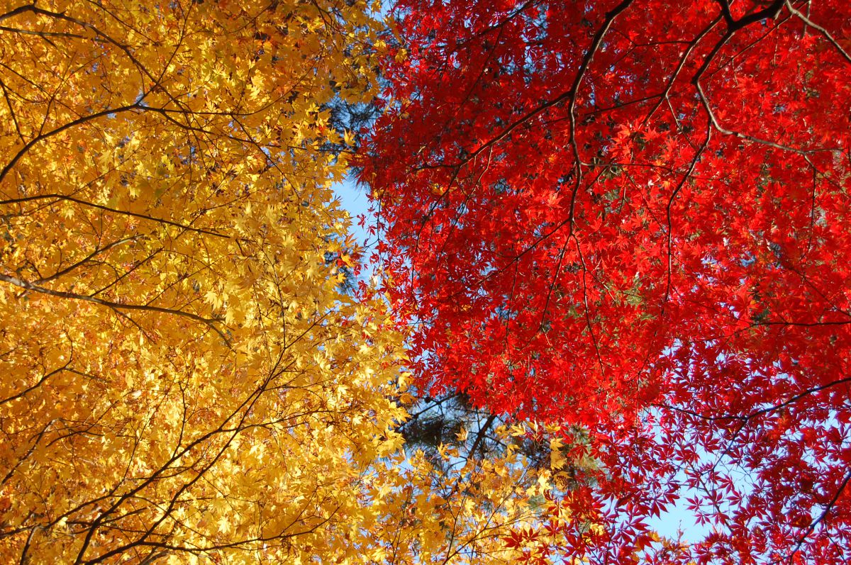 Yellow vs Red | GANREF