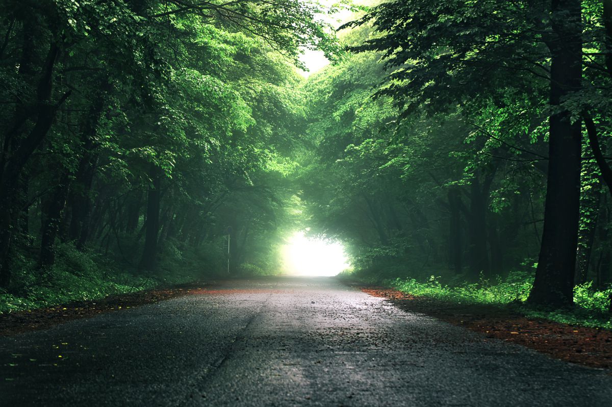 Green tunnel | GANREF