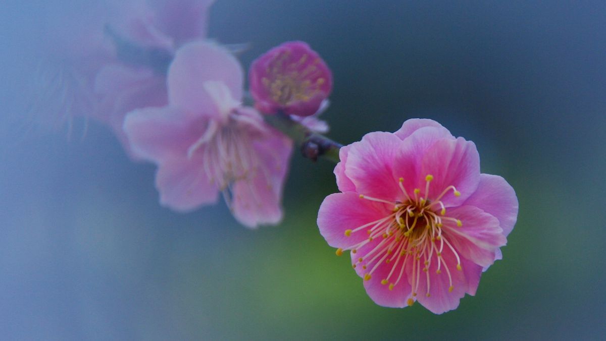 愛らしく | GANREF