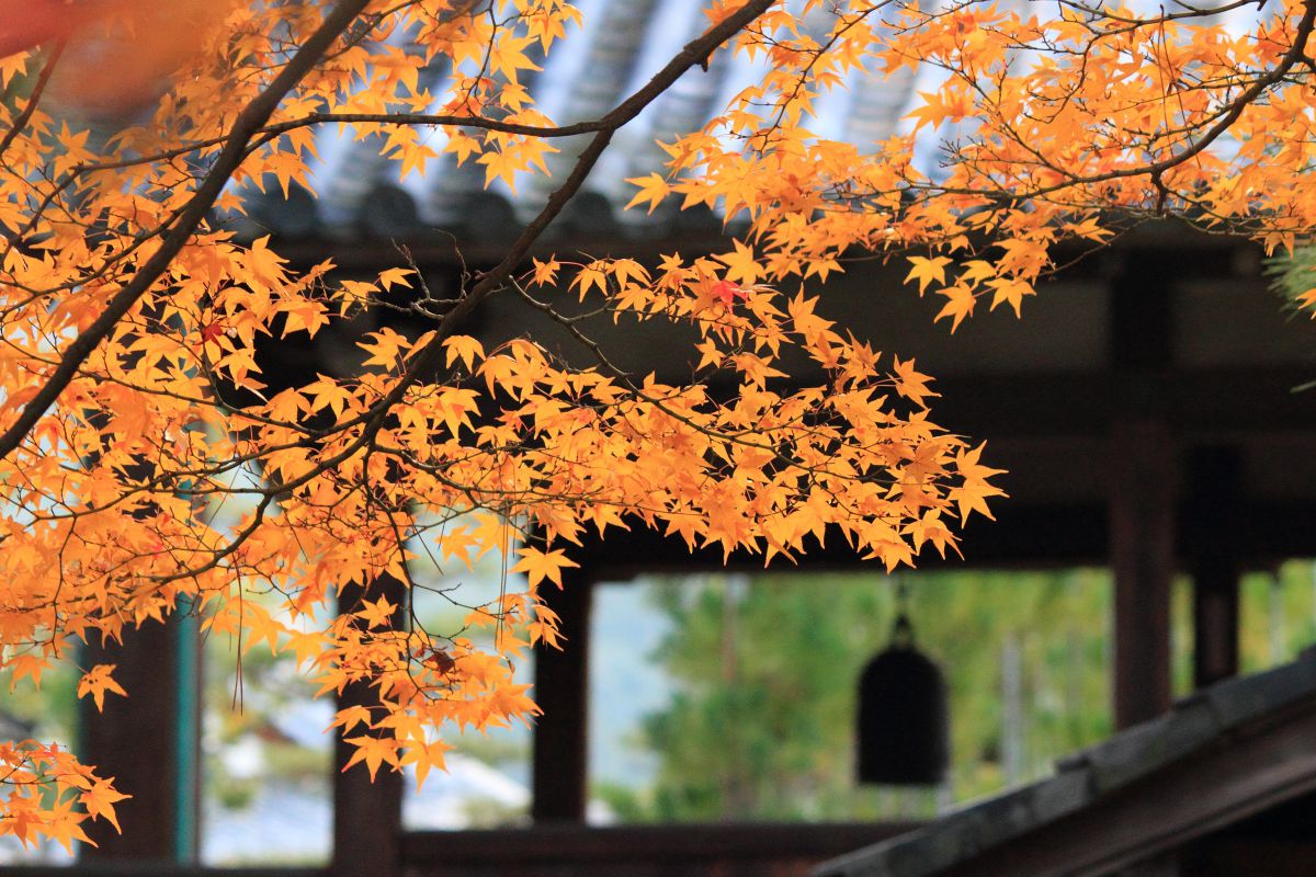 秋，古都にて7 | GANREF