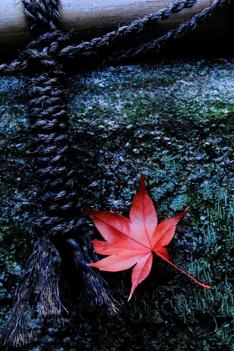 秋，古都にて5 | GANREF