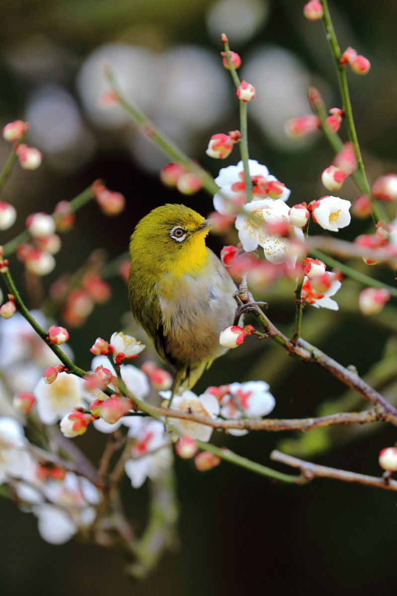 春の足音 | GANREF