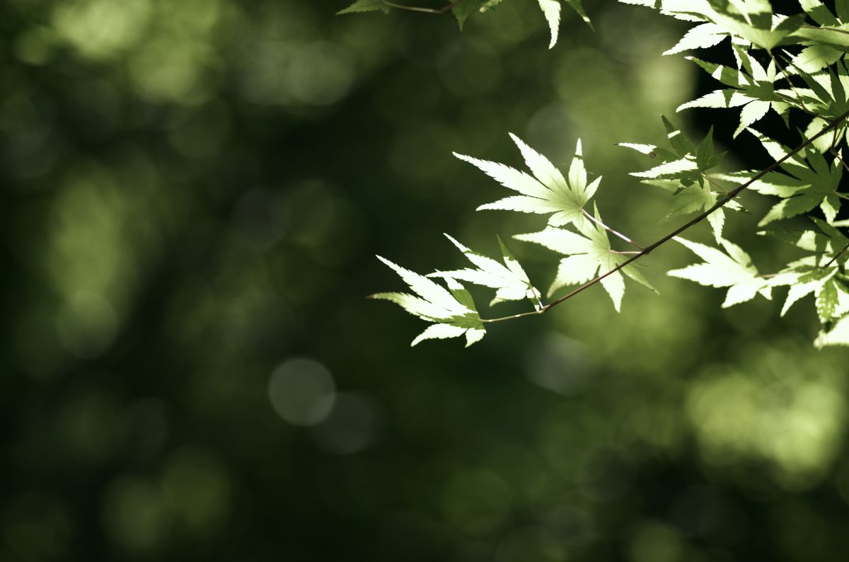 Green・green. その2 | GANREF