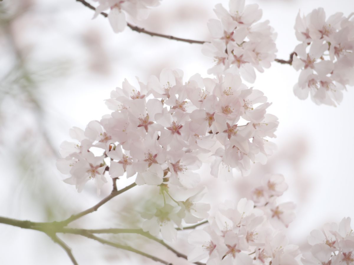 Sakura Honoka | GANREF