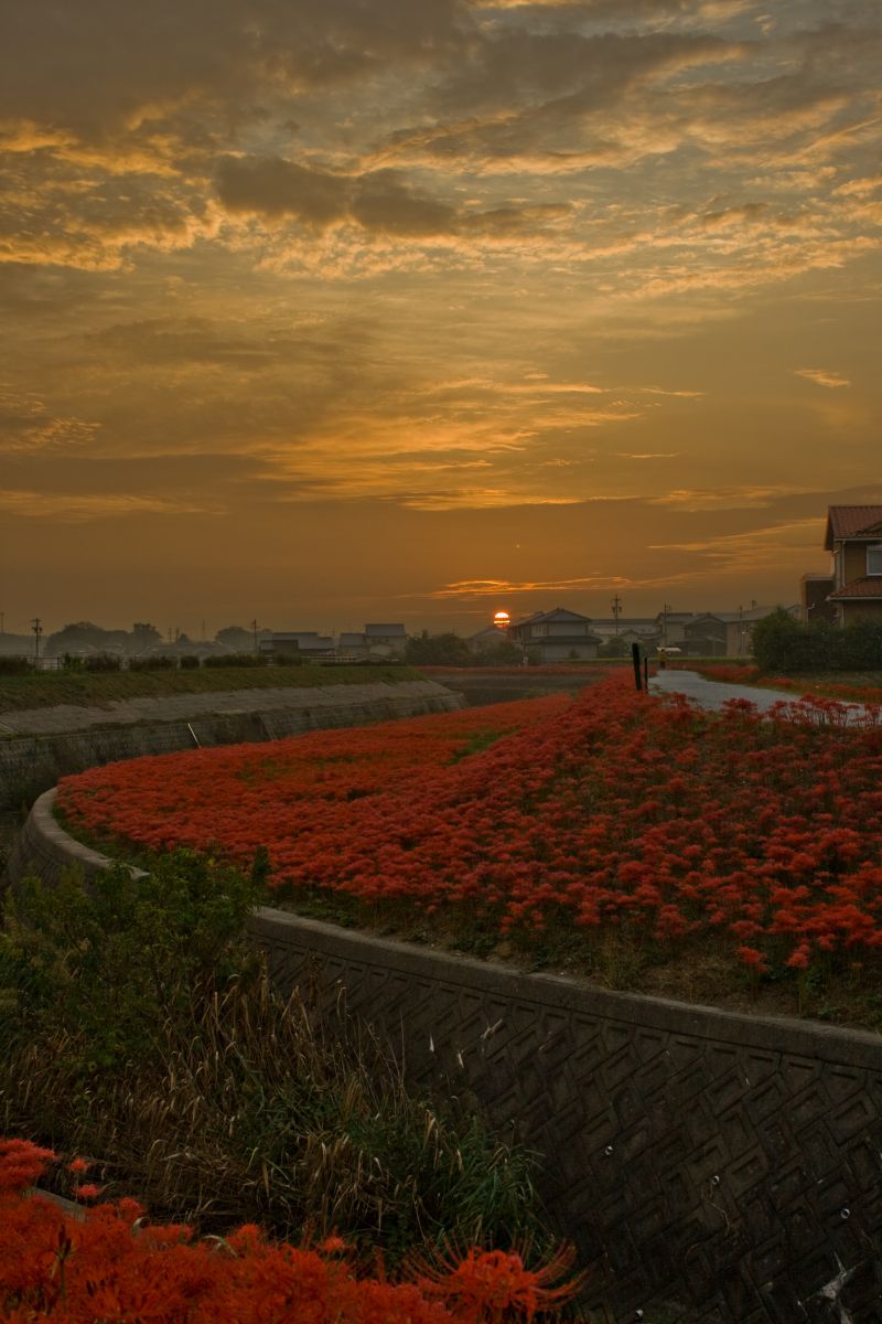 秋色の朝日 | GANREF