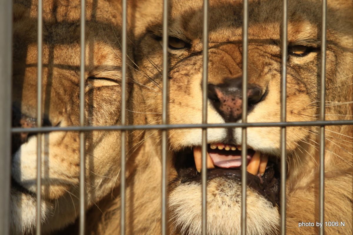 あなた！も～やめて | GANREF