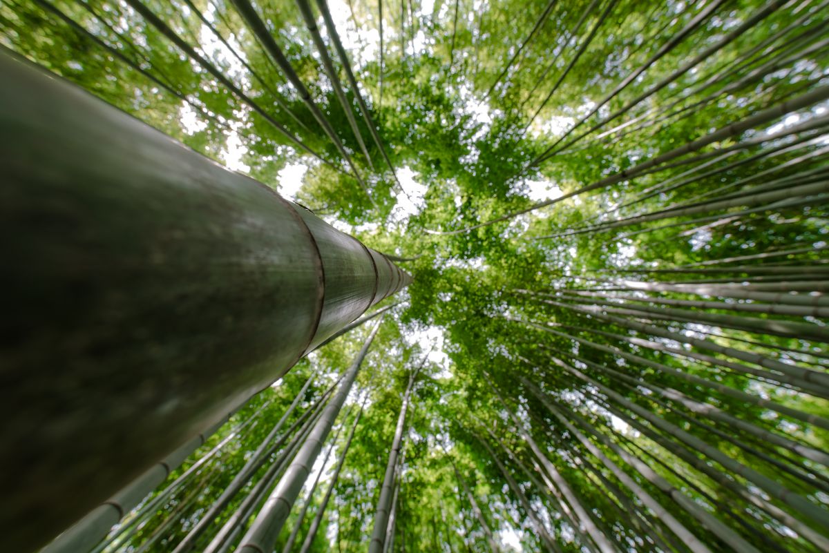 bamboo grove | GANREF