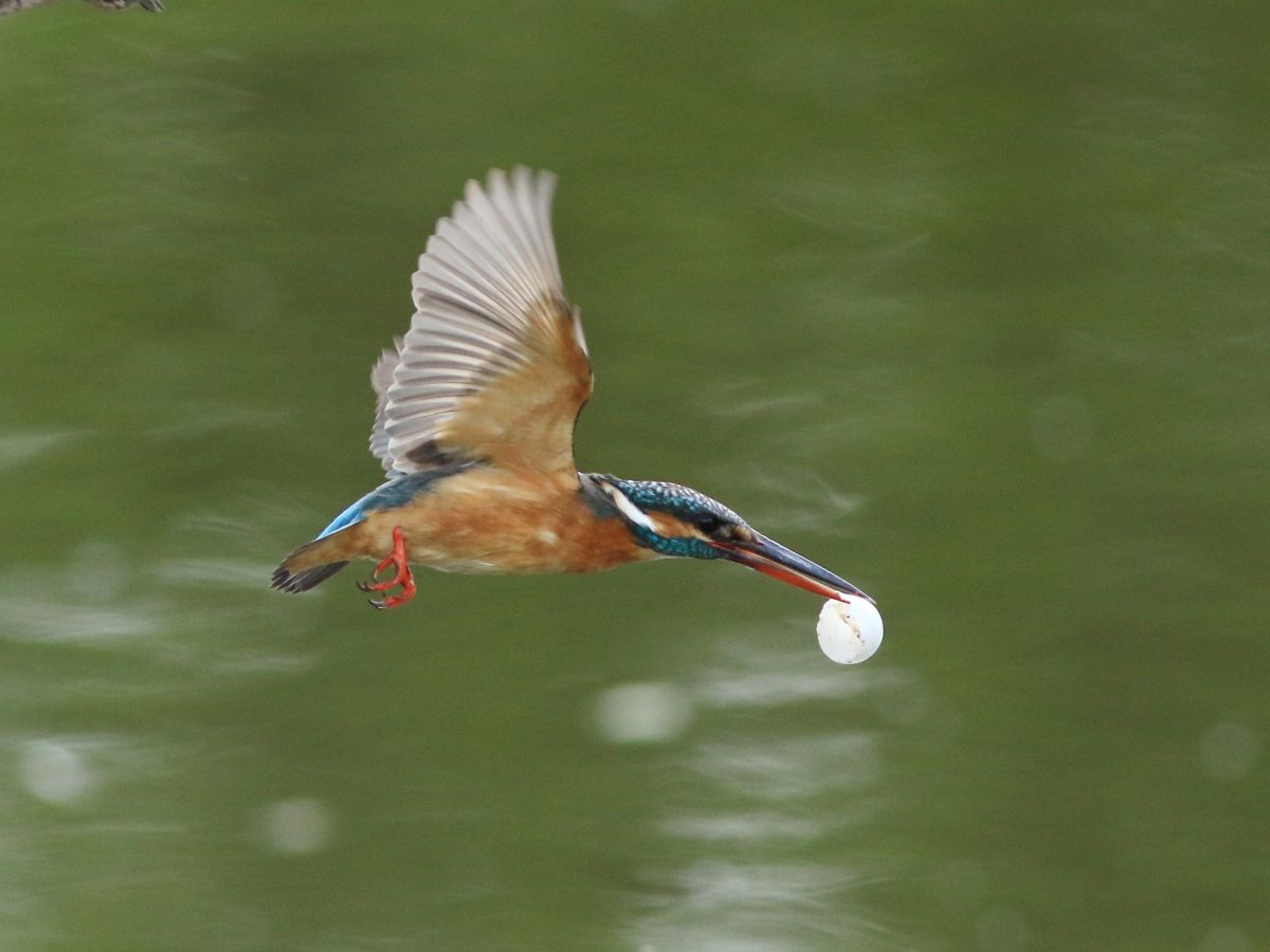 kingfisher flying with egg.jpg | GANREF