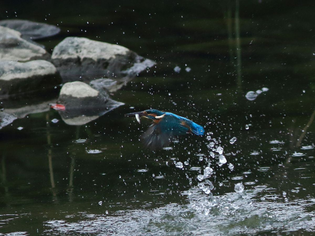 餌採り3 飛び出し | GANREF