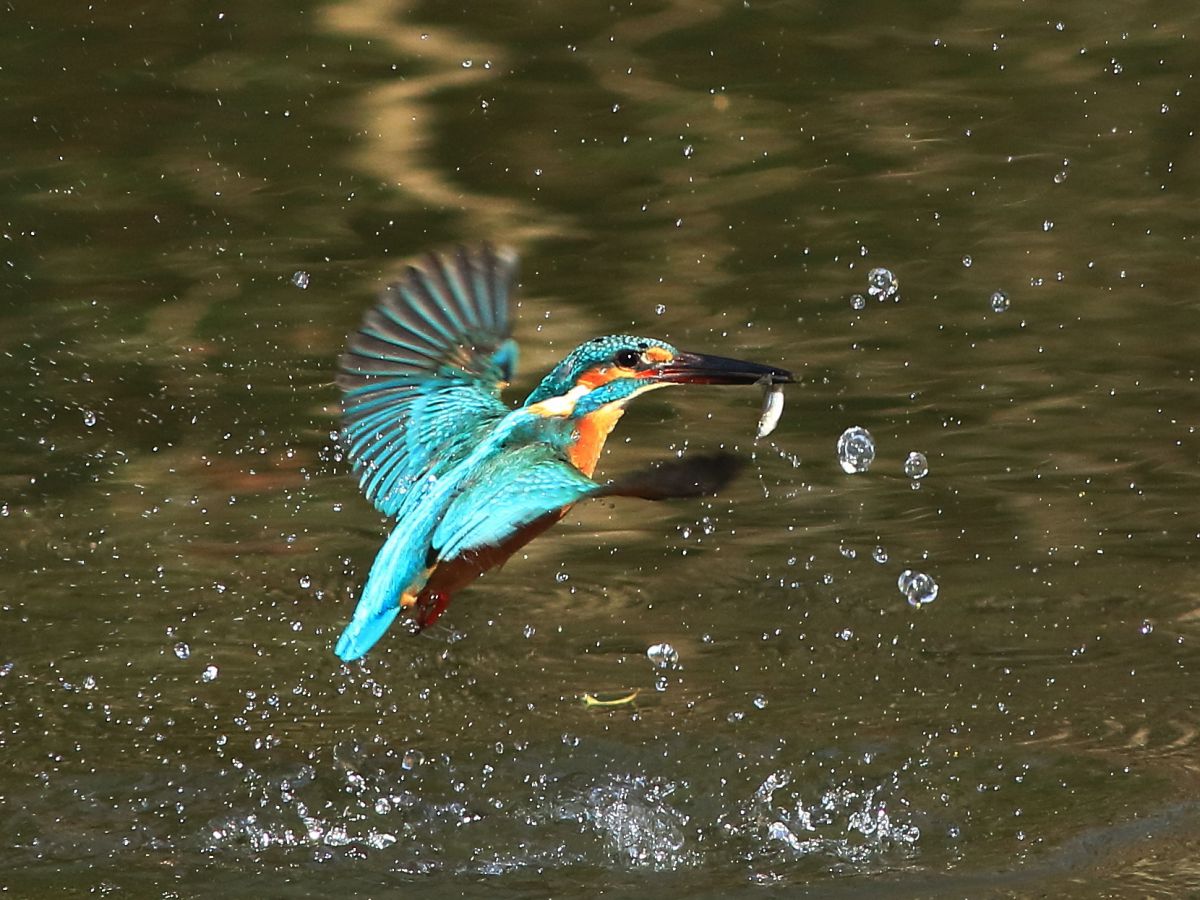 餌採り 飛び出し | GANREF