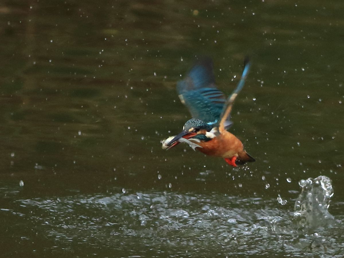 餌採り 飛び出し | GANREF