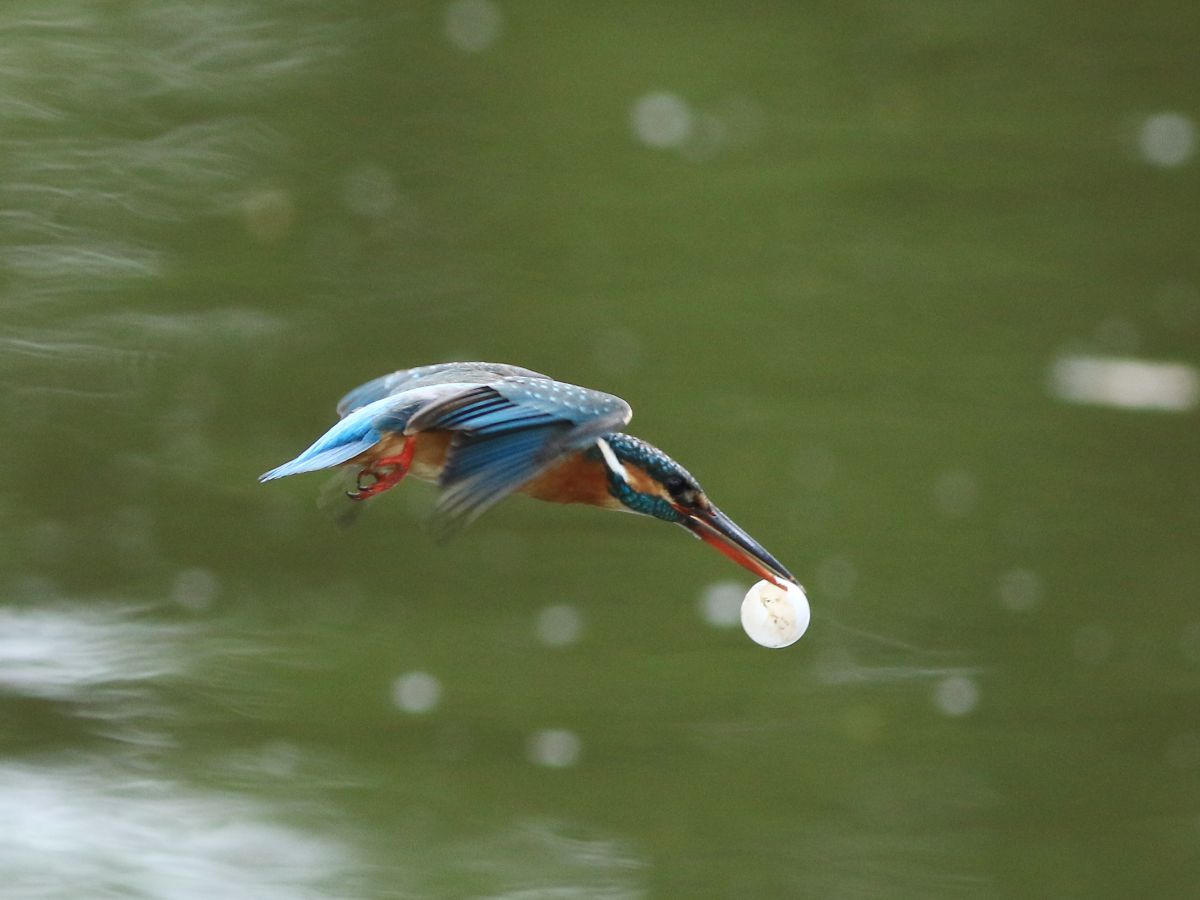 kingfihser with egg.jpg | GANREF