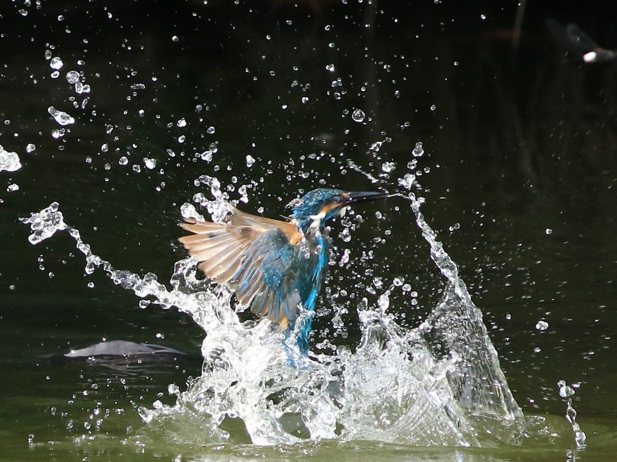 餌採り失敗 | GANREF