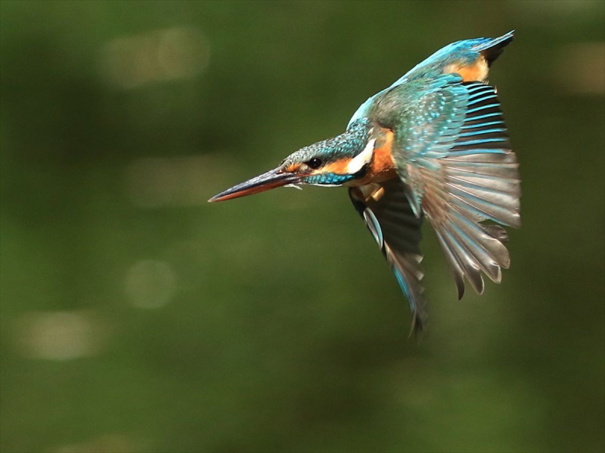 枝からの飛び出し.jpg | GANREF