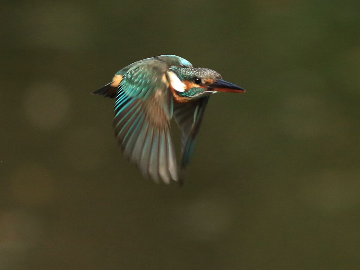 飛び来る.jpg | GANREF