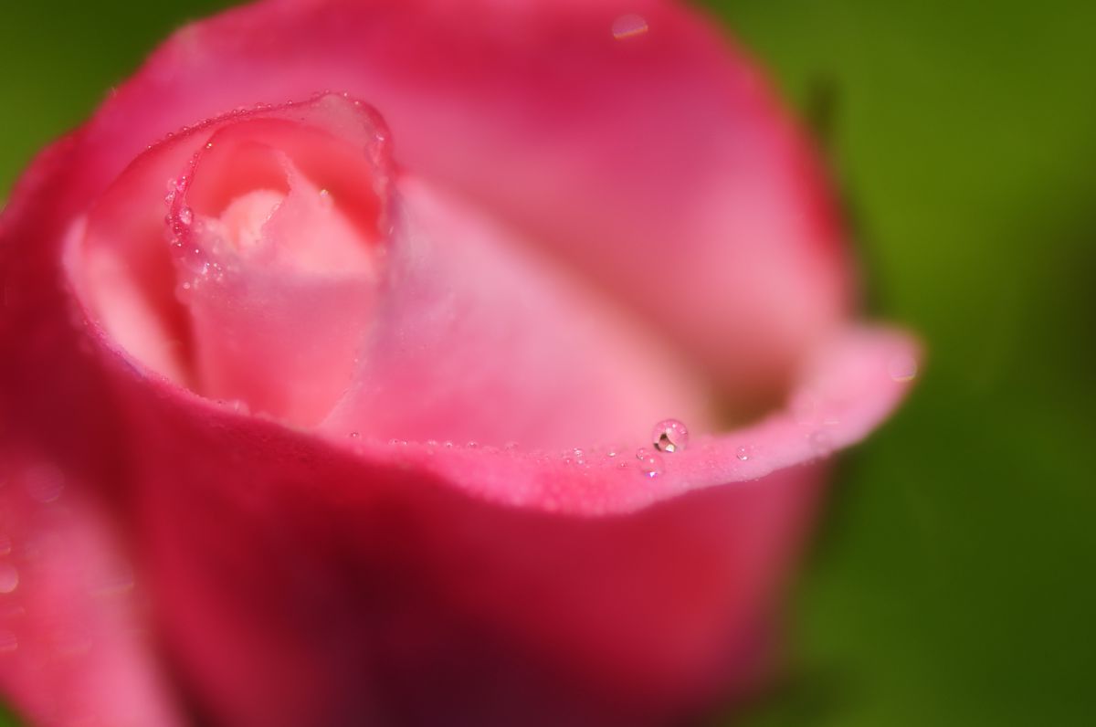 Waterdrops from the Rose | GANREF