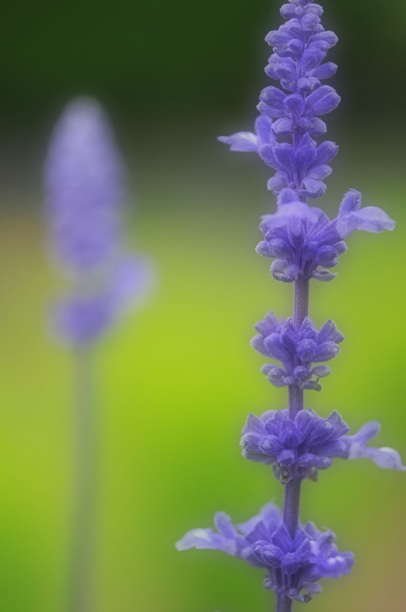 ブルーサルビア | GANREF