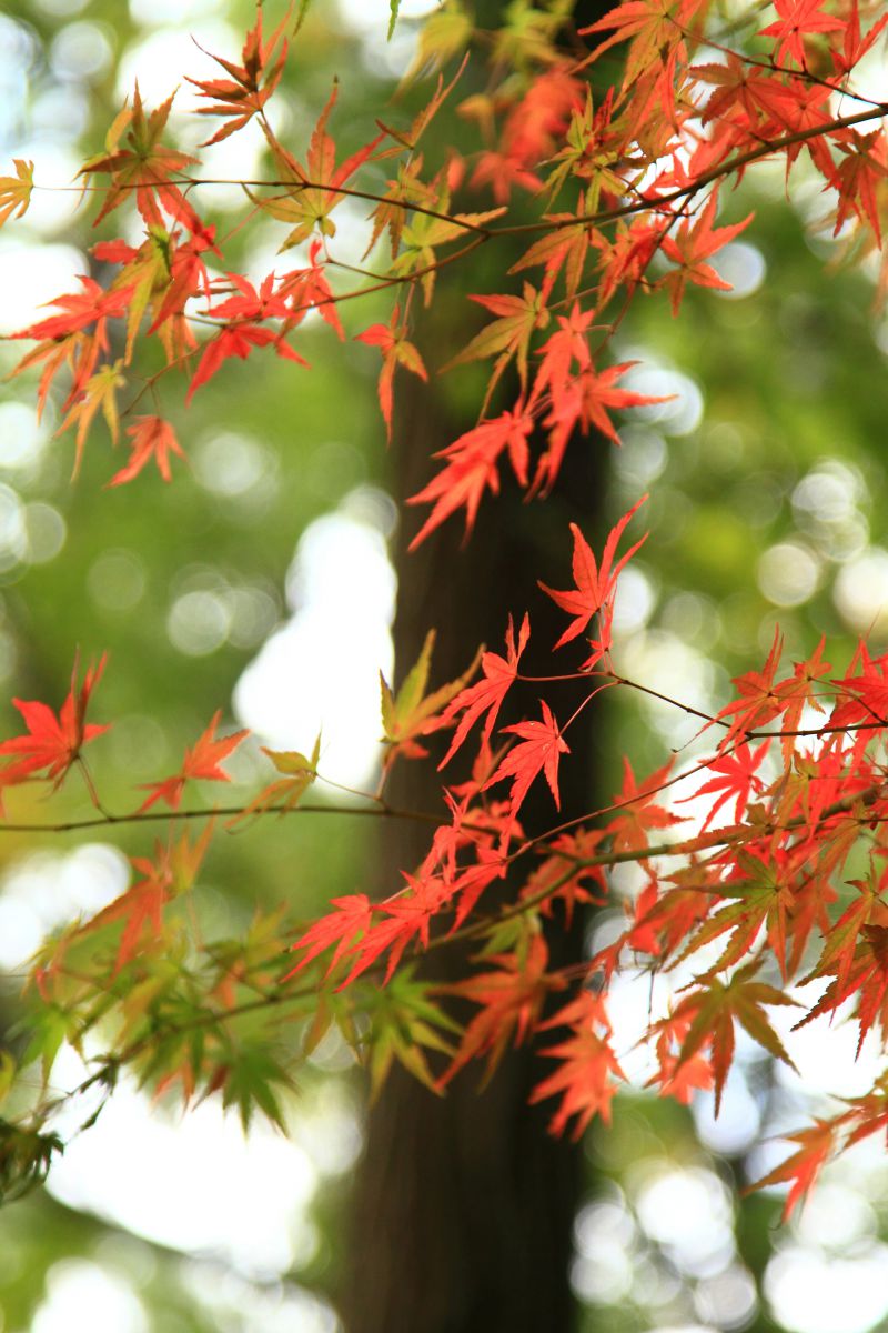 秋、東公園 | GANREF