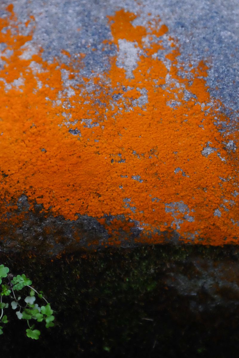 rust or moss | GANREF