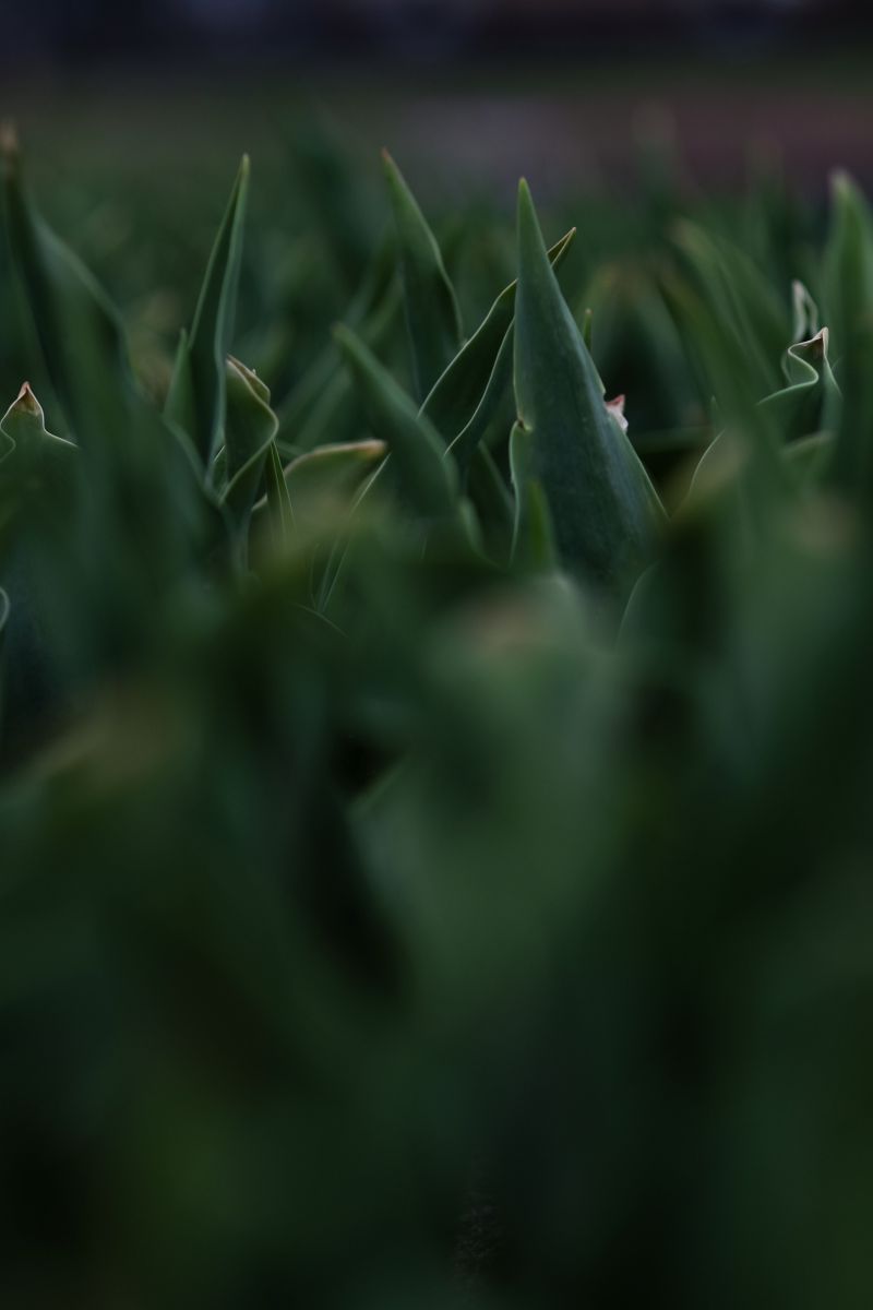 チューリップ | GANREF