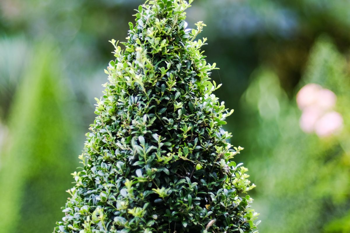 tryアングル | GANREF