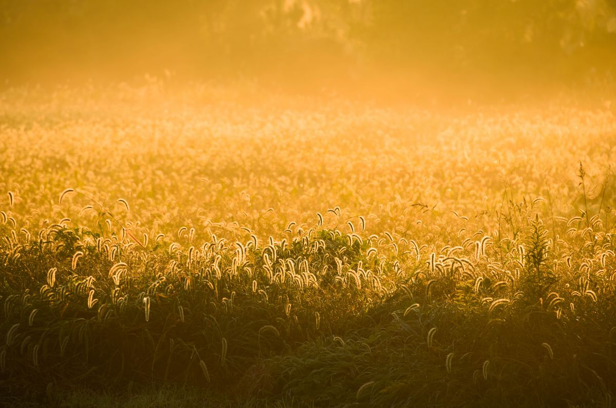 Early Morning | GANREF
