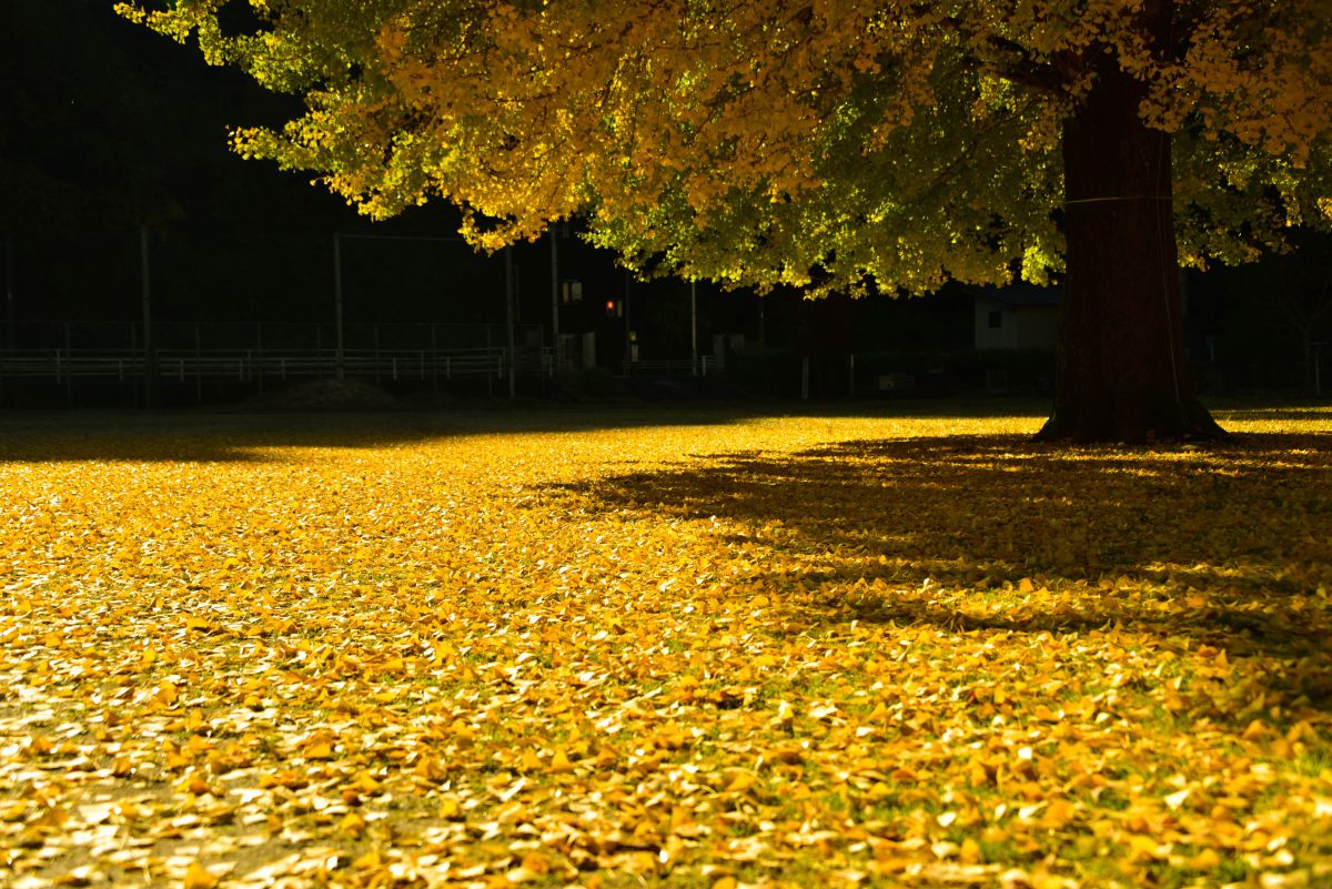 Autumn Is Here | GANREF