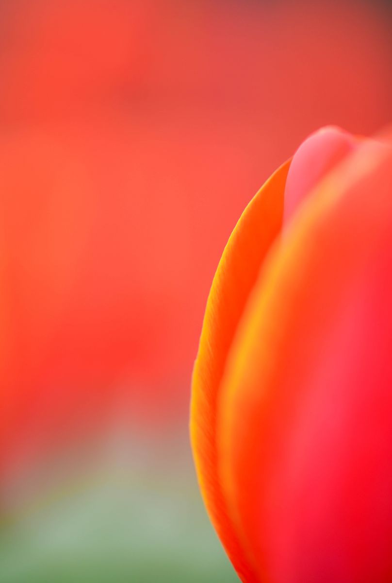 Spring is Here | GANREF