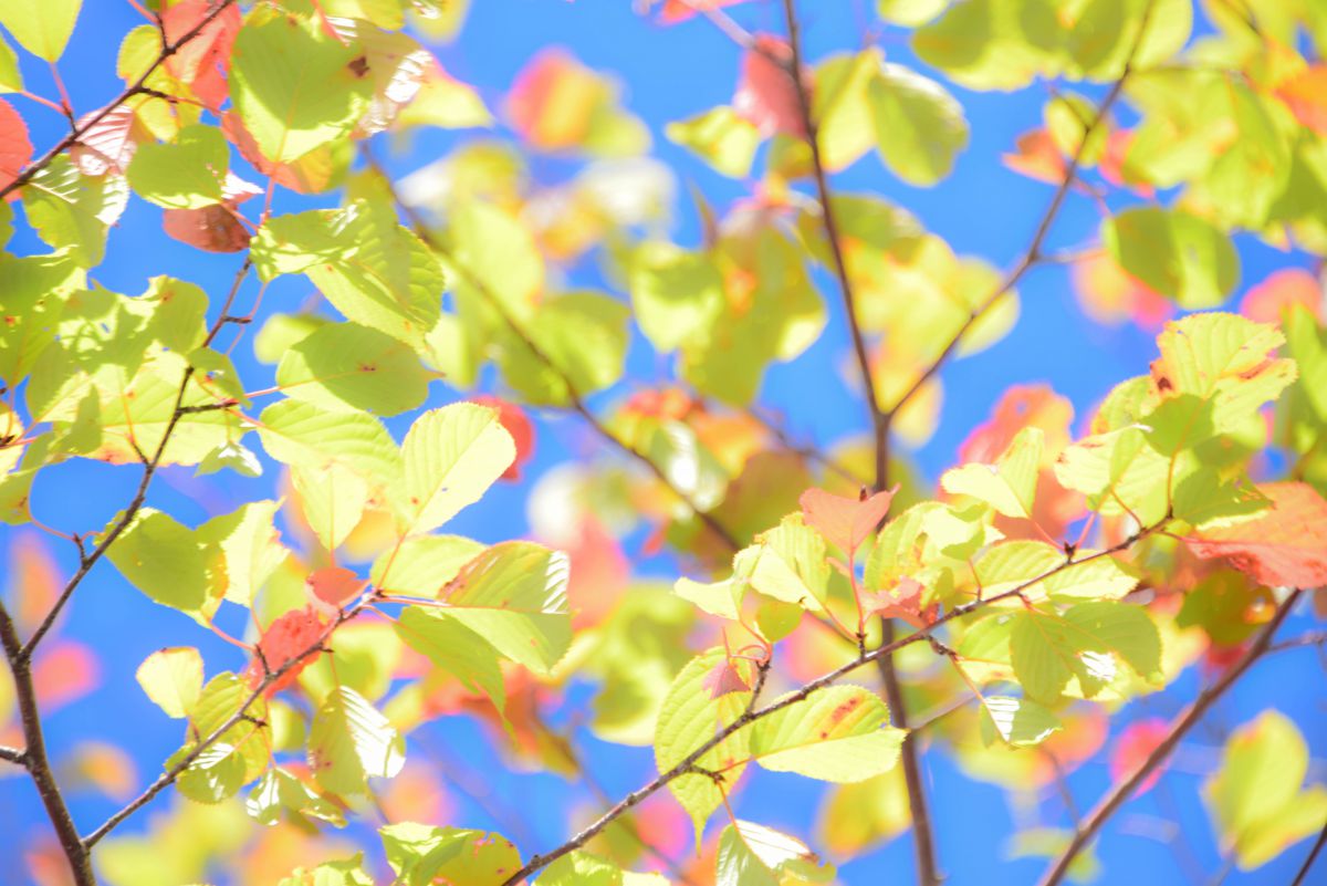 Autumn is Here... | GANREF