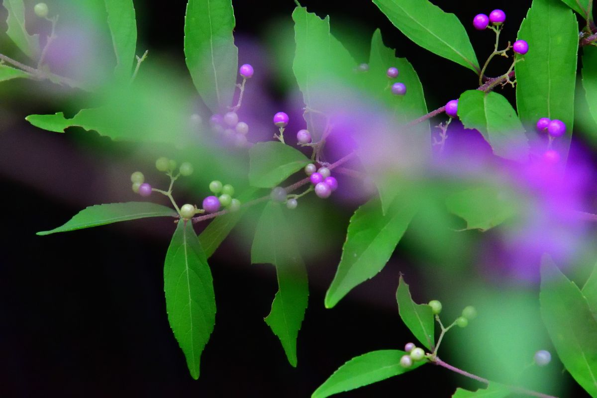 紫式部＃2 | GANREF