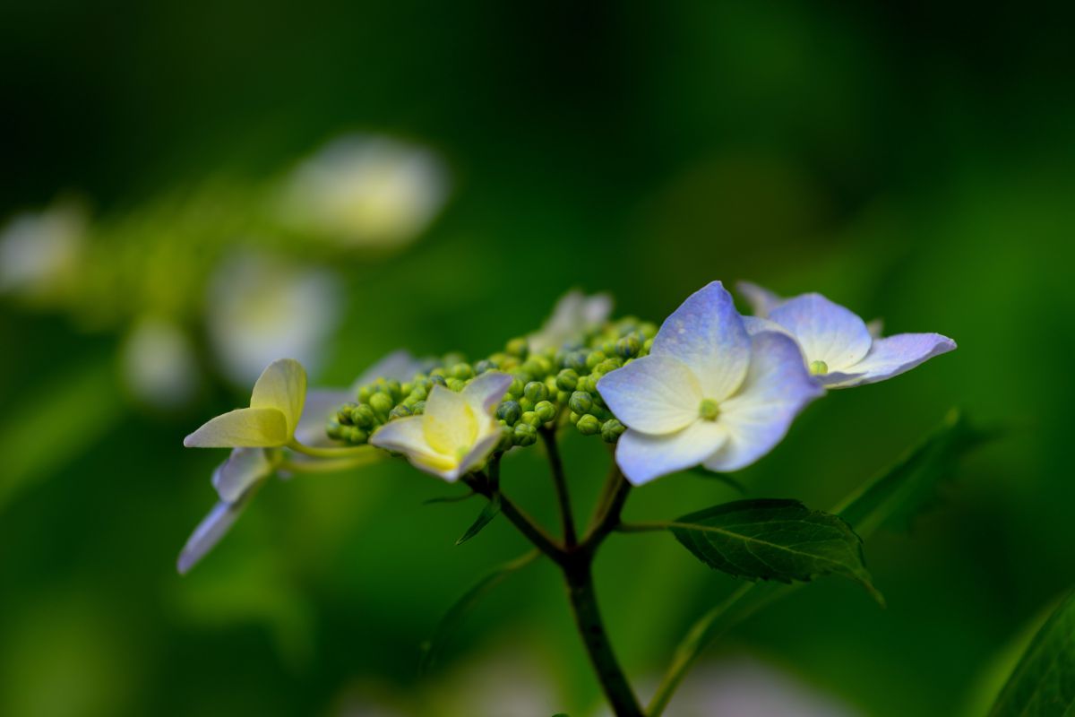 円に配され | GANREF