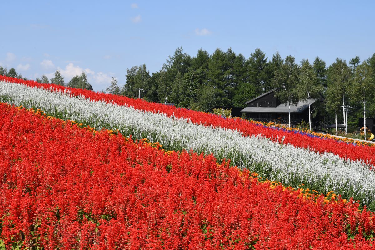美瑛町四季彩の丘 2017.9 | GANREF