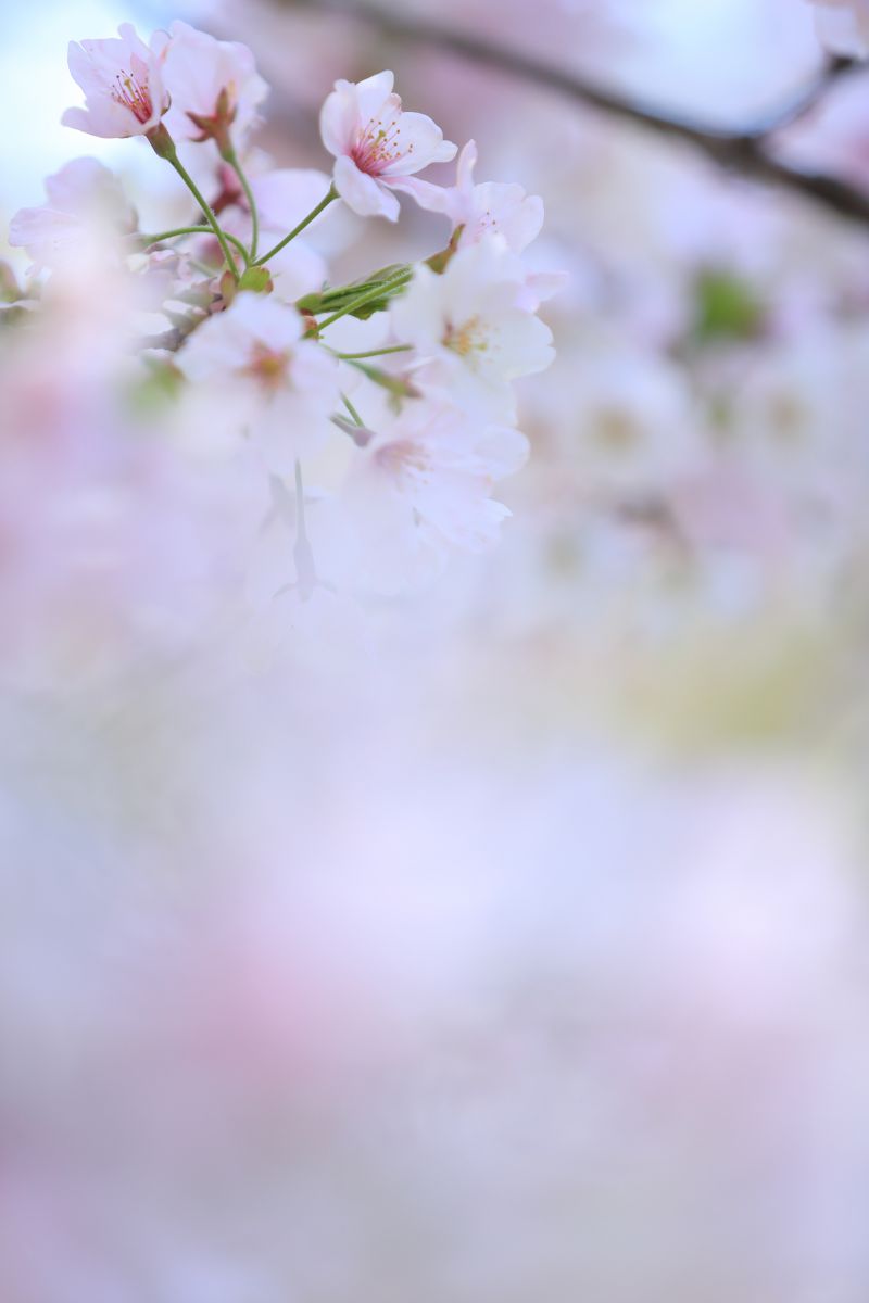 698A1137.JPG | GANREF