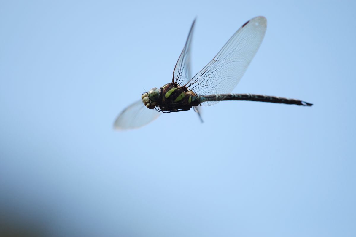 見上げれば大瑠璃星 | GANREF