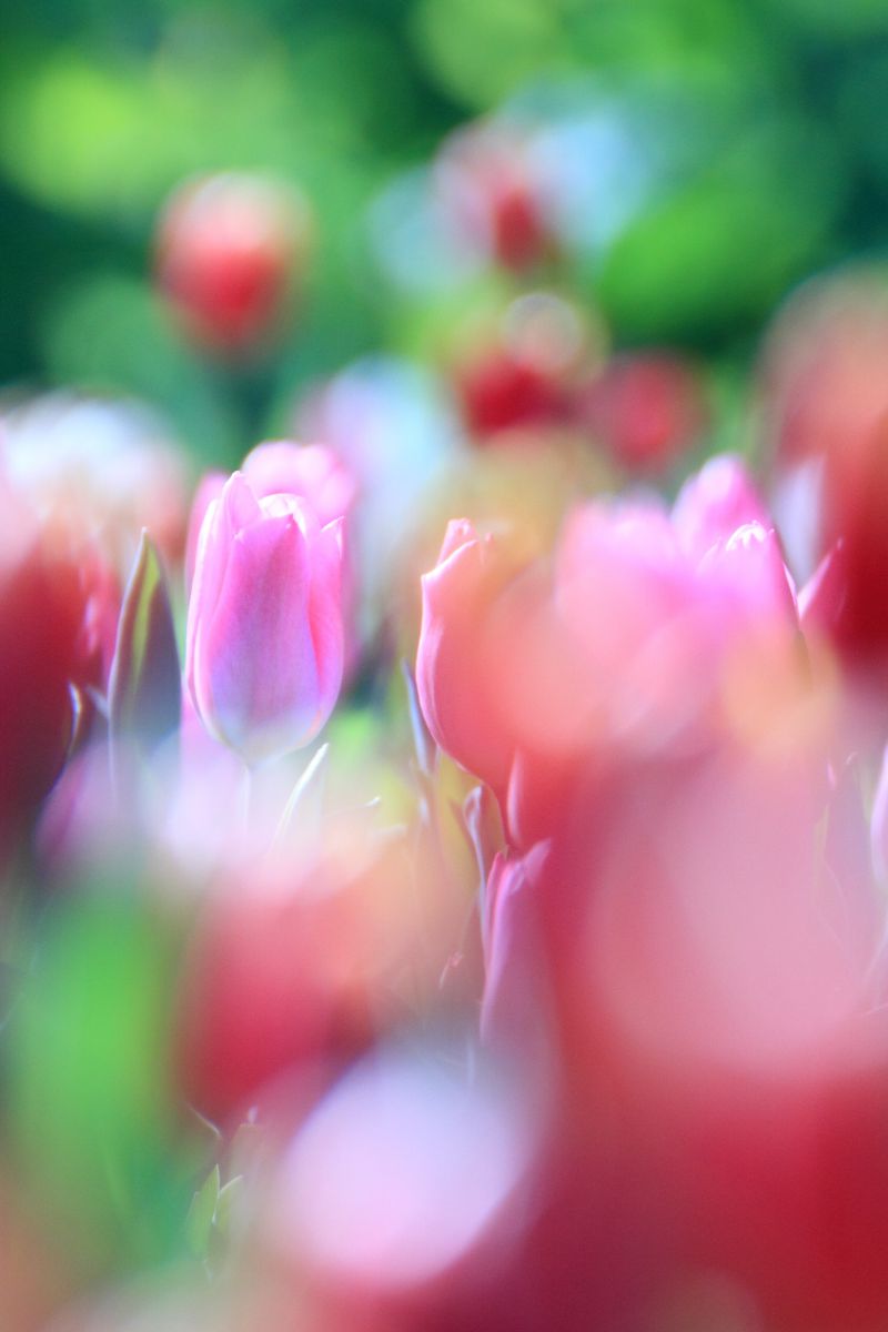 スター！ | GANREF