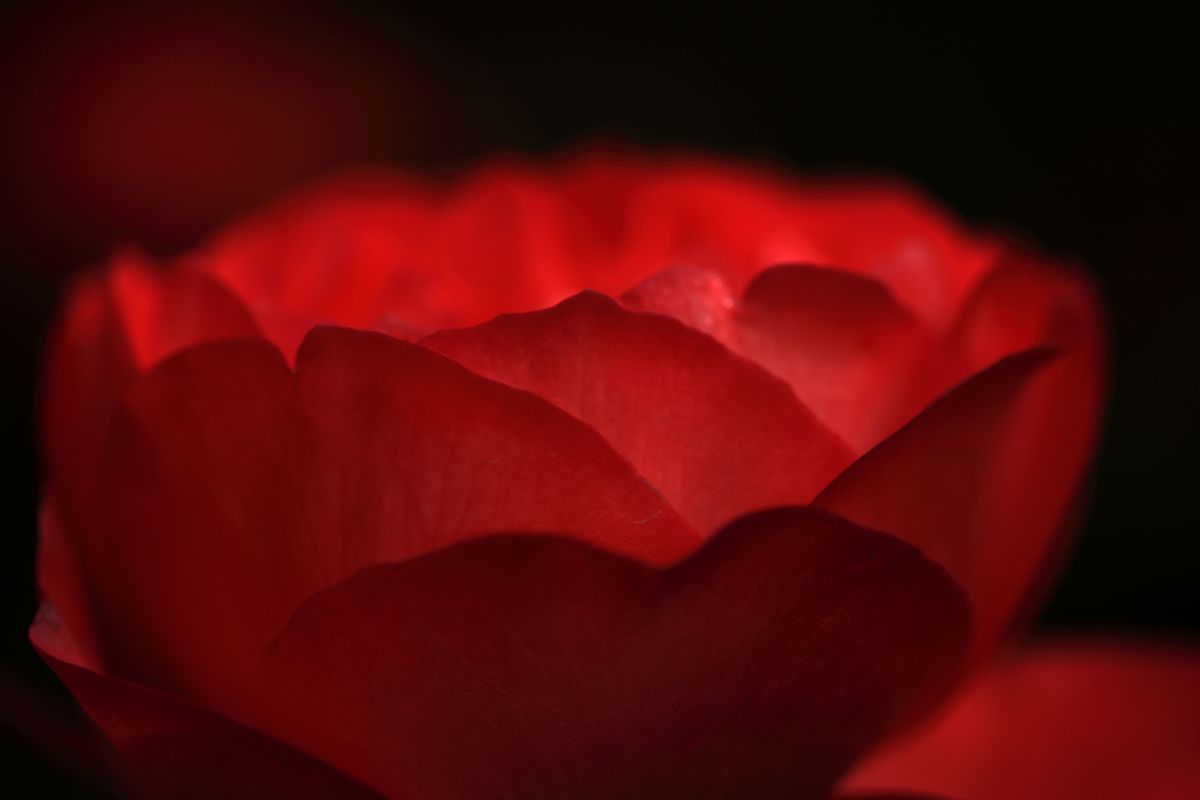 Rose the flame | GANREF