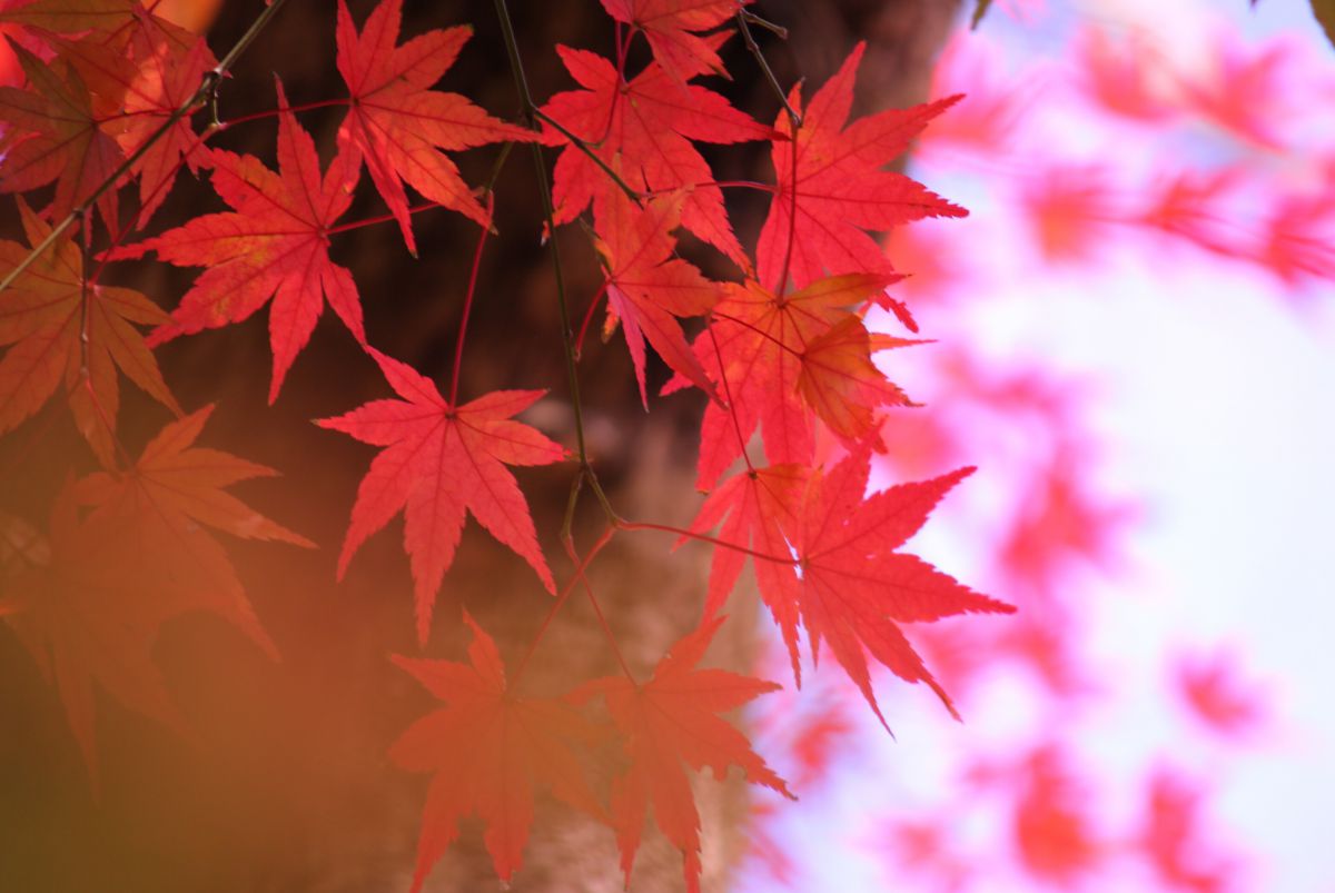 も・み・じ | GANREF