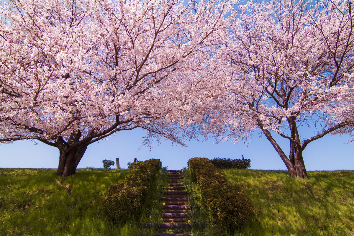 SAKURA stairs | GANREF