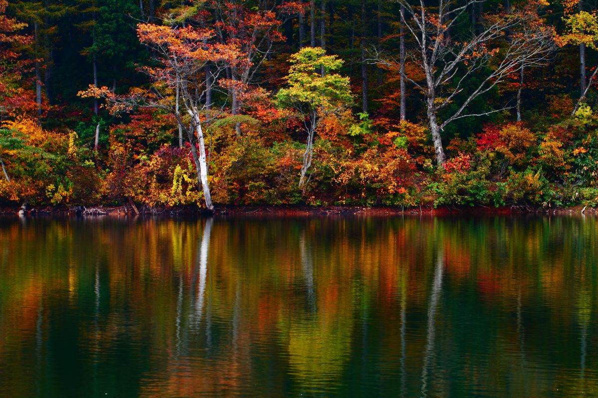 蠱惑的な対岸 | GANREF