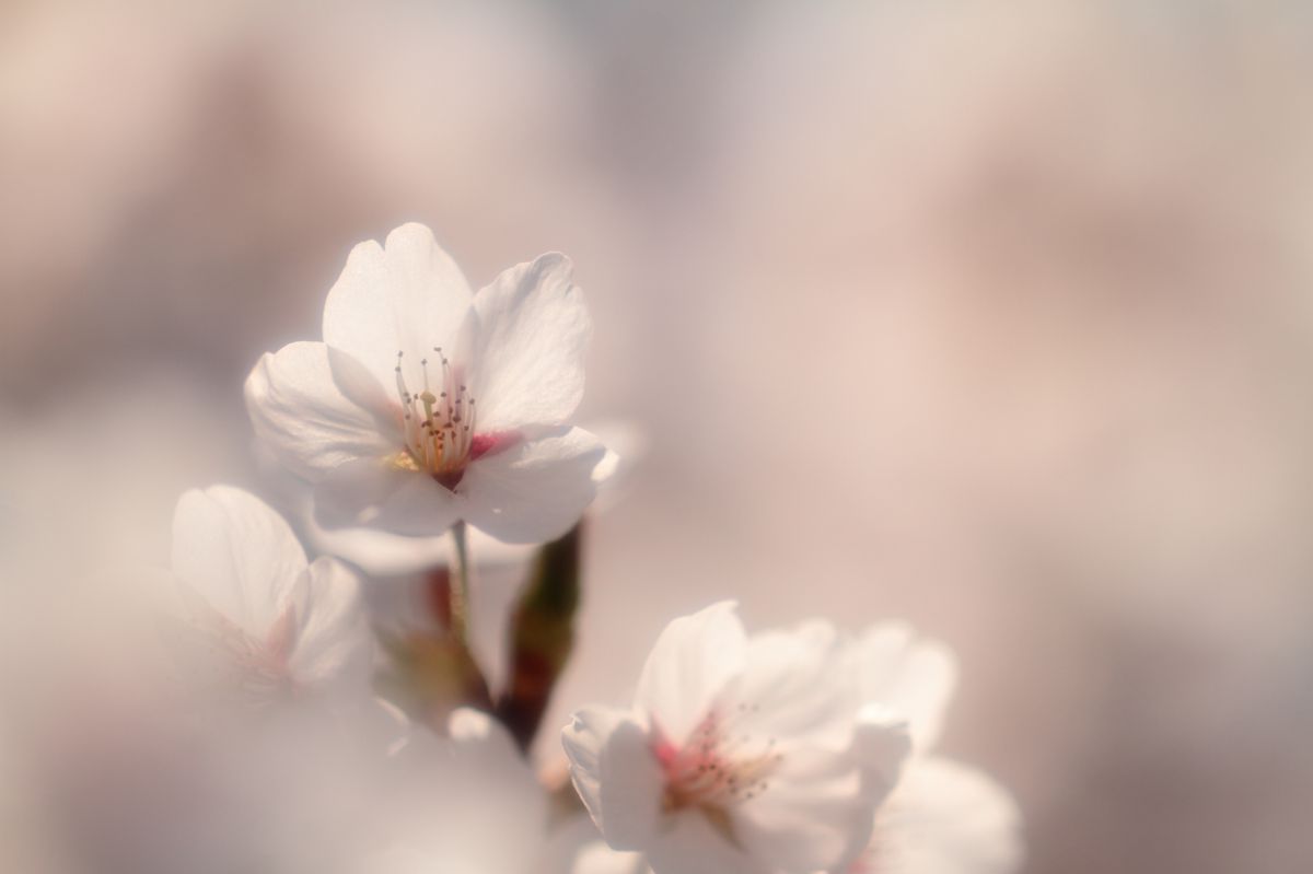 SAKURA -softly- | GANREF