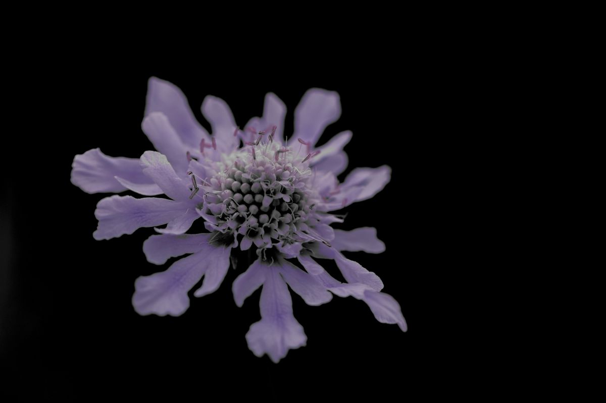 Scabiosa Rev.2 | GANREF